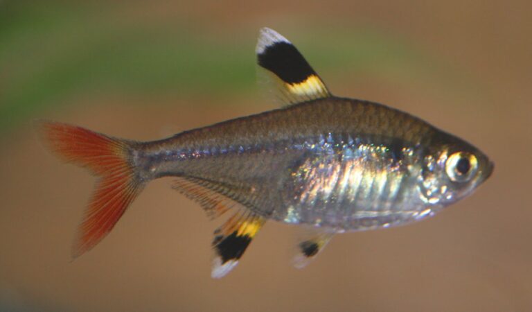 X-ray tetra: A Complete Care Guide - Tetra Fish Care