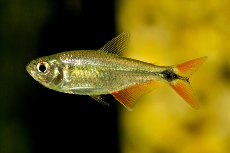 47 Types of Tetra Fish [From A to Z] | A Complete Tetra Species Guide