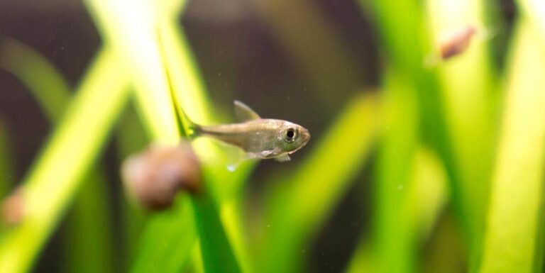 Gold Tetra Care Sheet – Breeding, Lifespan, Diet, and Tank Mates