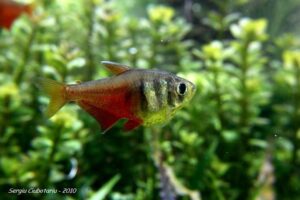 Flame Tetra: Care, Origin, Tank Setup, Lifespan, Disease, Tankmates