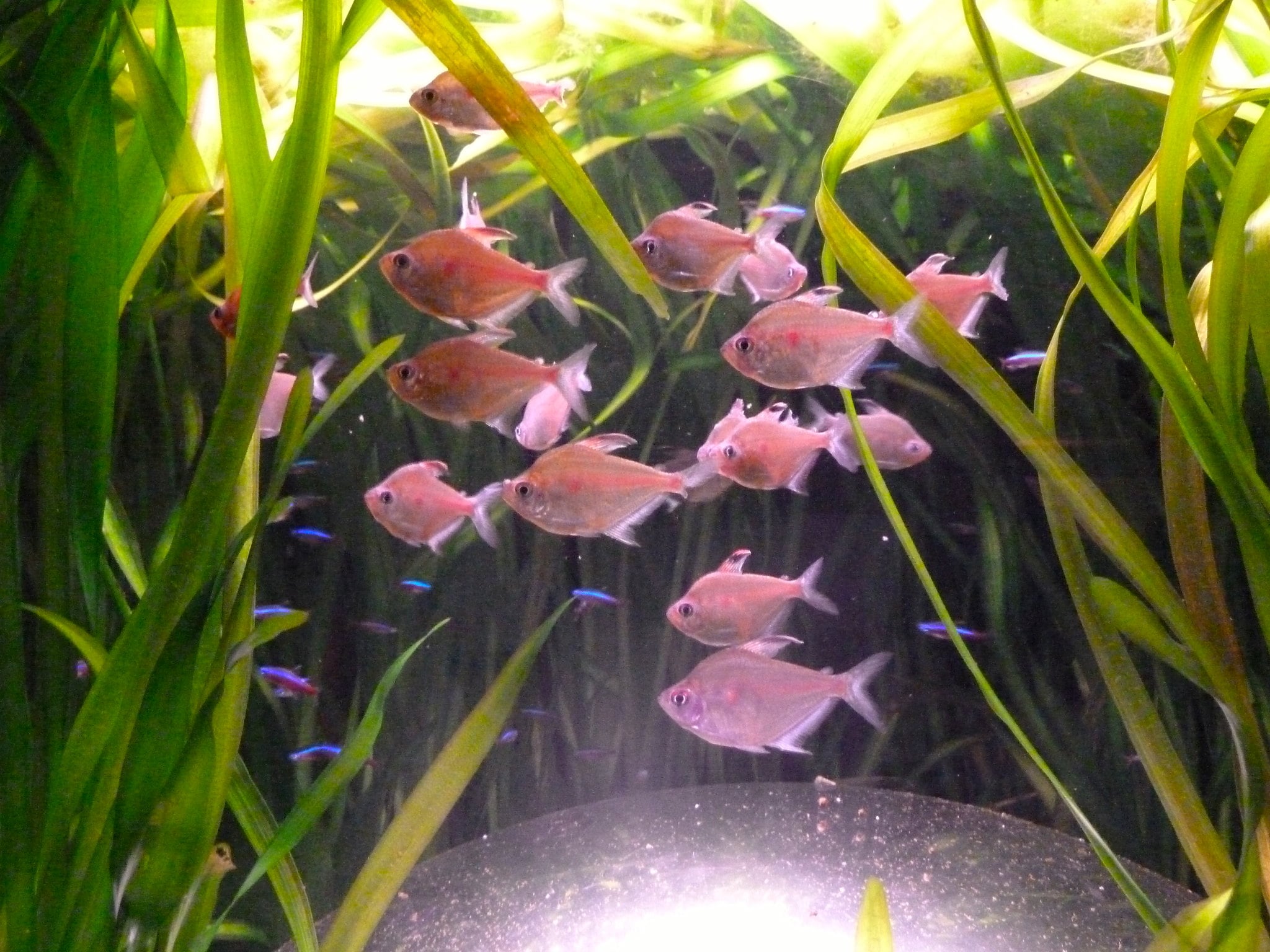 Bleeding Heart Tetra (Hyphessobrycon erythrostigma) - Tetra Fish Care