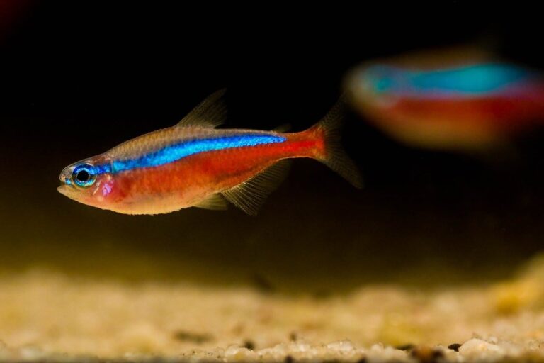 7 Amazing Types Of Neon Tetras - Tetra Fish Care