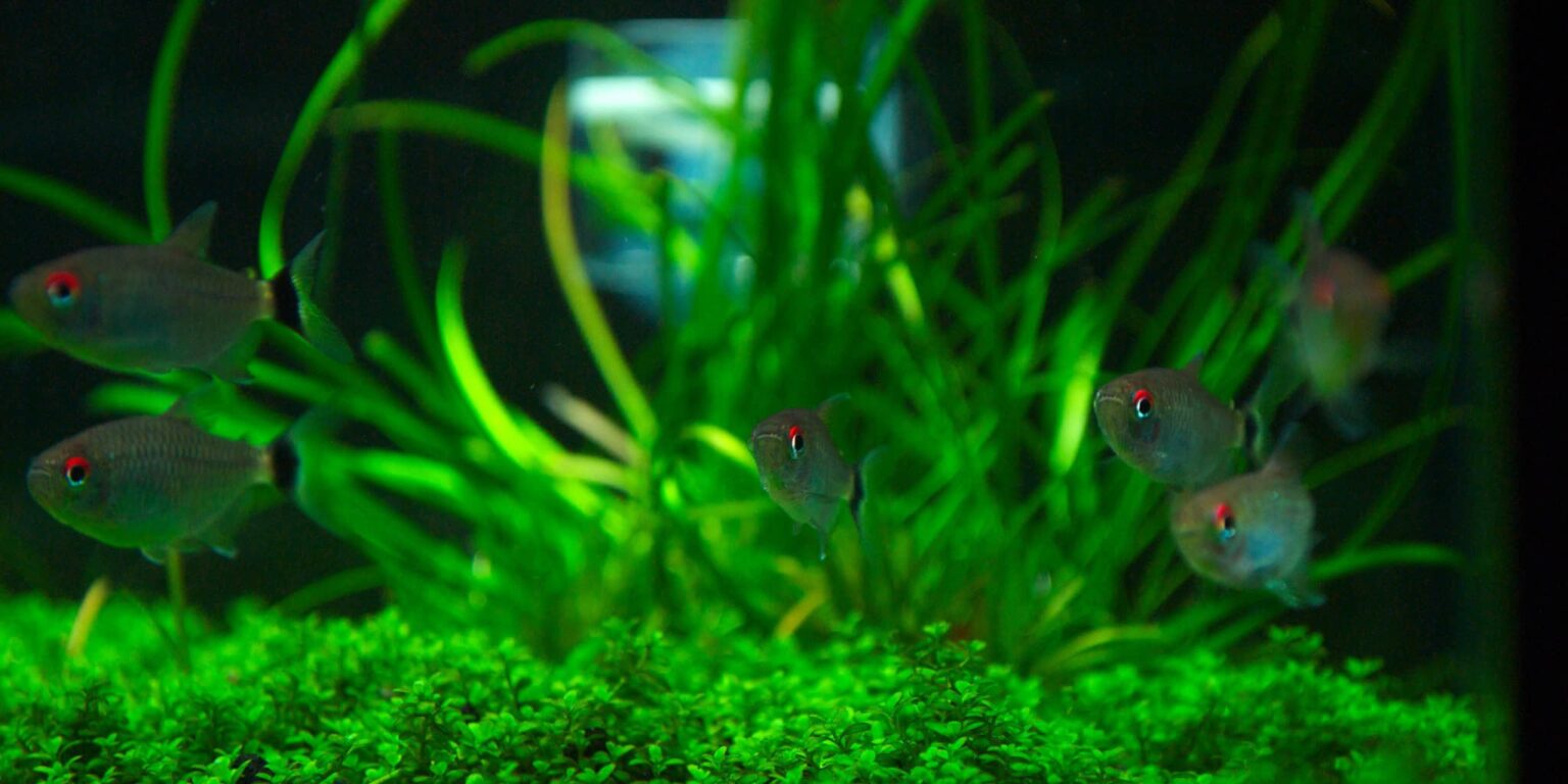 47 Types of Tetra Fish [From A to Z] | A Complete Tetra Species Guide