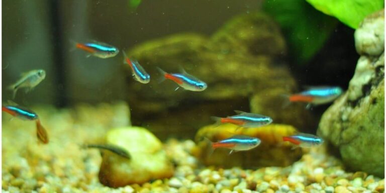 12 Best Tetra Fish Tank Mates And Fish To Avoid - Tetra Fish Care