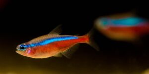 47 Types of Tetra Fish [From A to Z] | A Complete Tetra Species Guide