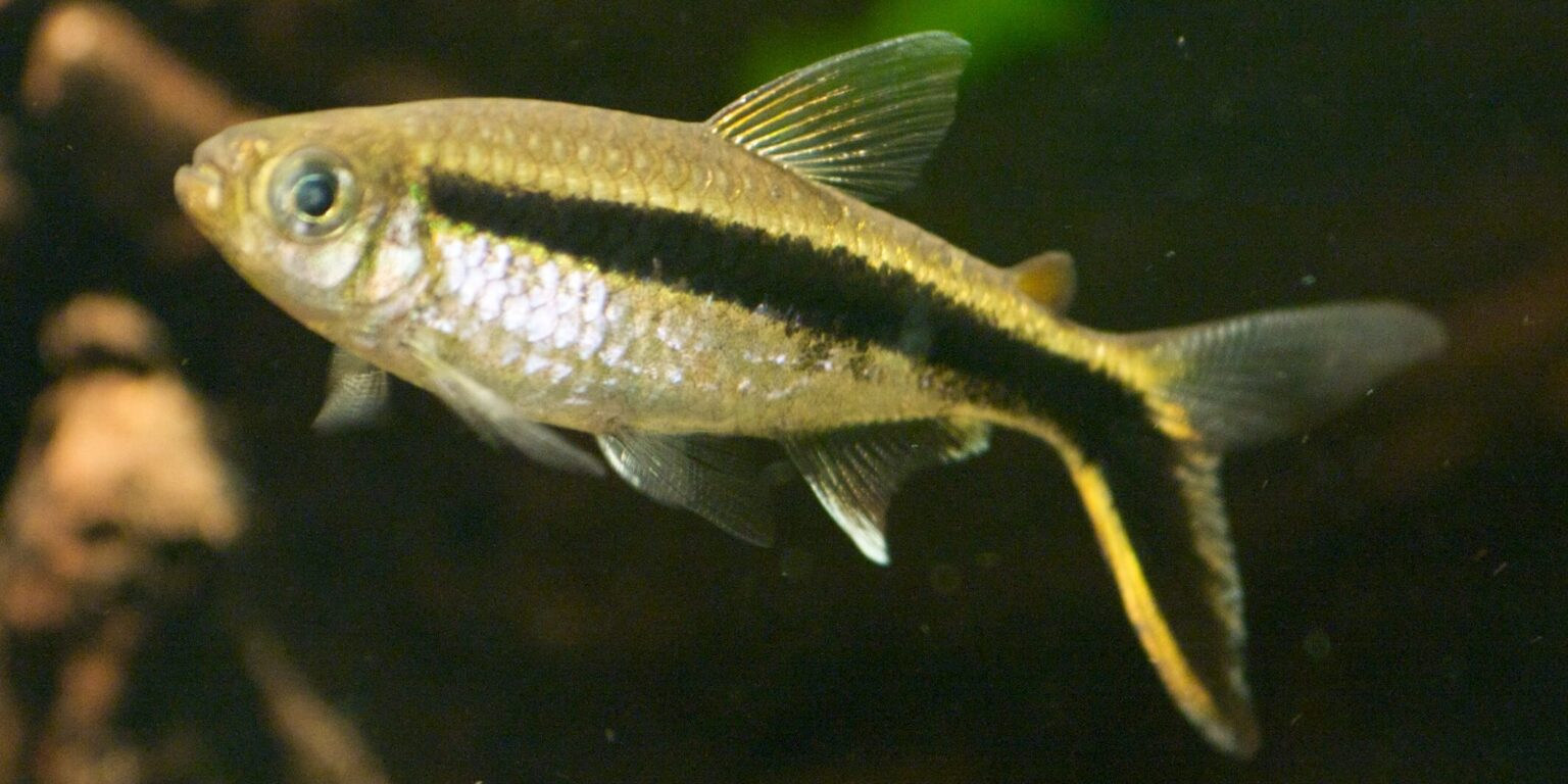 47 Types of Tetra Fish [From A to Z] | A Complete Tetra Species Guide