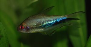 47 Types of Tetra Fish [From A to Z] | A Complete Tetra Species Guide