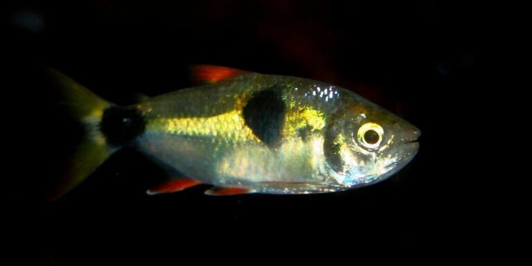 47 Types of Tetra Fish [From A to Z] | A Complete Tetra Species Guide