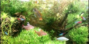 47 Types of Tetra Fish [From A to Z] | A Complete Tetra Species Guide