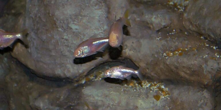 Mexican Tetra / Blind Cave Tetra Care: A Complete Care Sheet - Tetra ...