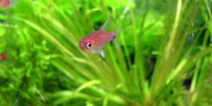 47 Types of Tetra Fish [From A to Z] | A Complete Tetra Species Guide