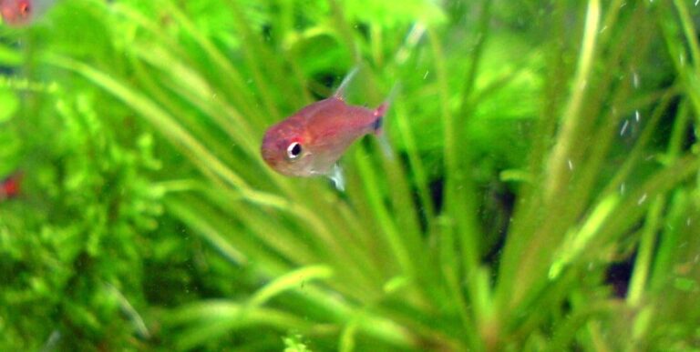 47 Types of Tetra Fish [From A to Z] | A Complete Tetra Species Guide