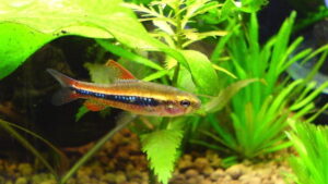 47 Types of Tetra Fish [From A to Z] | A Complete Tetra Species Guide