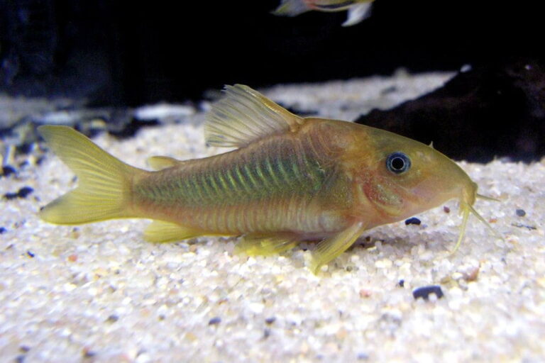15 Compatible GloFish Tetra Tank Mates
