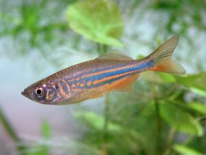 15 Compatible GloFish Tetra Tank Mates