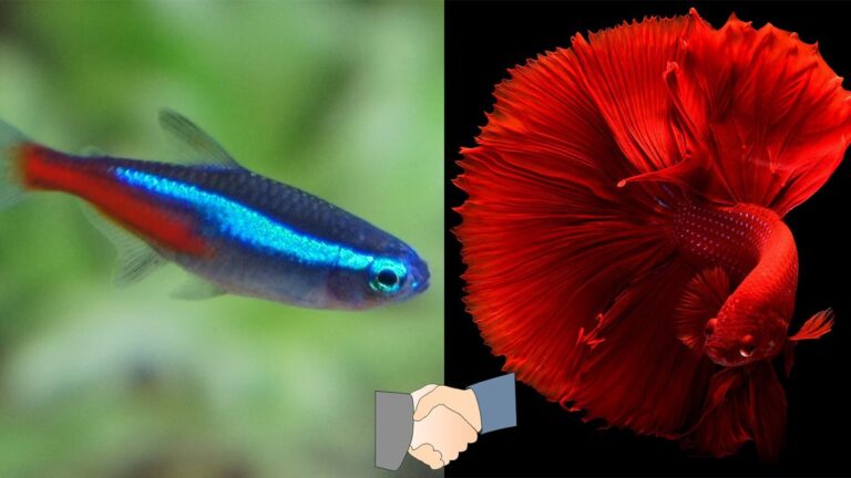 Neon Tetras And Betta Fish: Can You Keep Them Together? - Here Is How