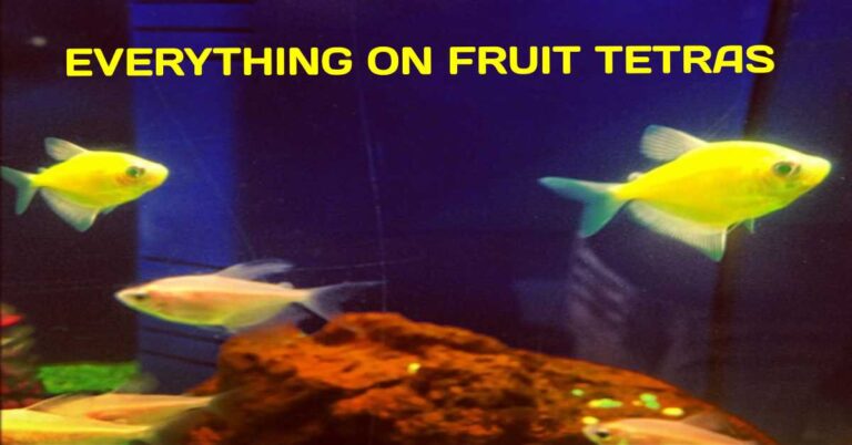 Fruit Tetra Care: Diet, Lifespan, Tank Mates - Tetra Fish Care