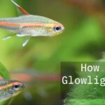 Albino Glowlight Tetra - Everything You Need To Know About