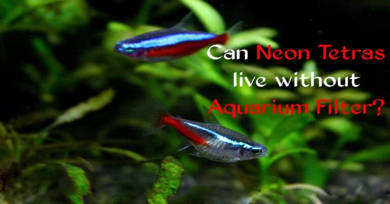 Do Neon Tetras Need Filter To Survive? - Tetra Fish Care