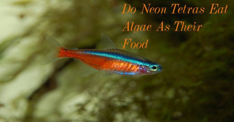 Do Neon Tetras Eat Algae As Their Food? How Do I Prepare Algae Wafers