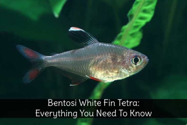 Bentosi White Fin Tetra: Everything You Need To Know - Tetra Fish Care
