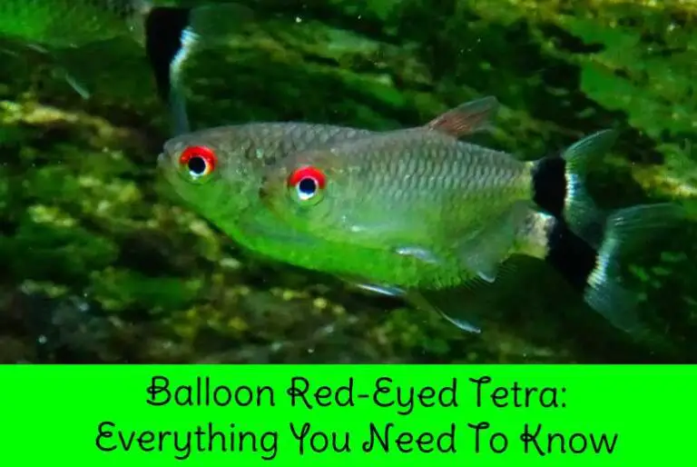 Balloon Red-Eyed Tetra Profile: Everything You Need To Know - Tetra ...