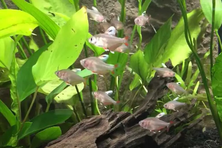 Big List Of 12 Red Color Tetra Fish For Your Aquarium - Tetra Fish Care