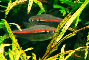 Big List Of 12 Red Color Tetra Fish For Your Aquarium - Tetra Fish Care