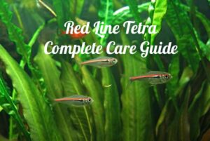Red Line Tetra Complete Care Guide - Tetra Fish Care
