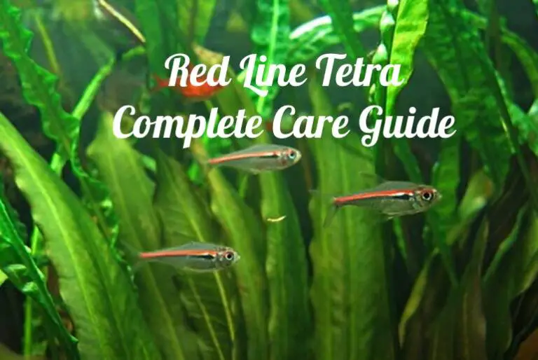 Red Line Tetra Complete Care Guide - Tetra Fish Care
