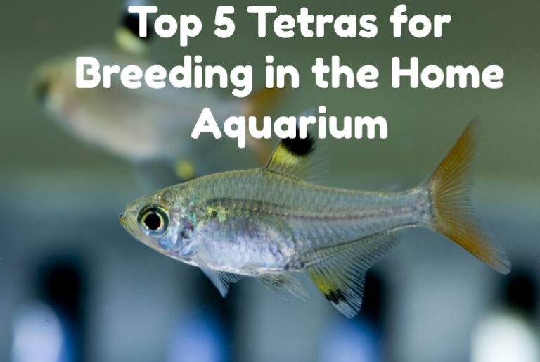 What Do Baby Neon Tetras Look Like? - Tetra Fish Care