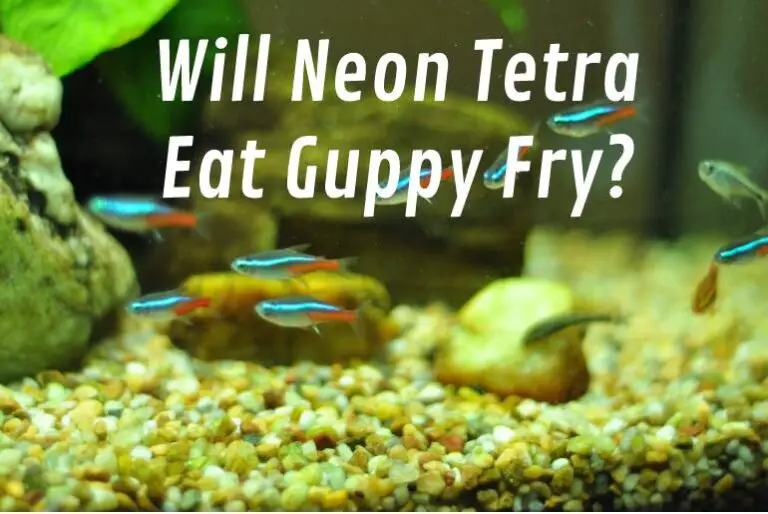 Will Neon Tetra Eat Guppy Fry? Save Your Guppy Fry! - Tetra Fish Care