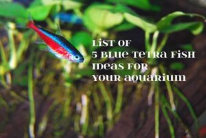 List Of 5 Blue Color Tetra Fish Ideas For Your Aquarium - Tetra Fish Care