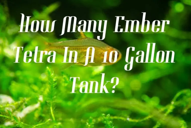 How Many Ember Tetra In A 10 Gallon Tank? - Tetra Fish Care