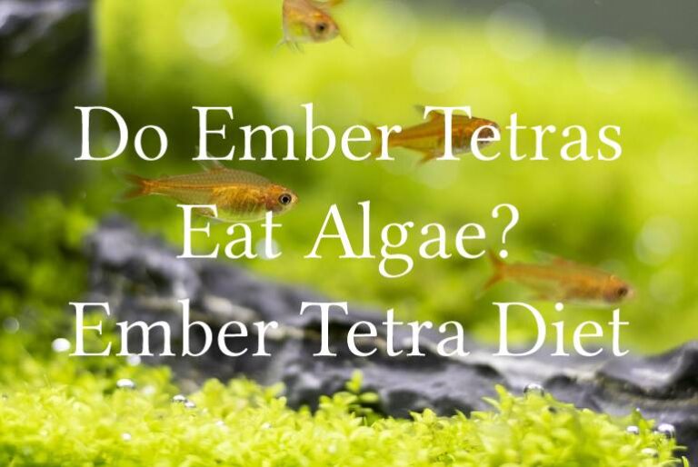 Do Ember Tetras Eat Algae? Ember Tetra Diet - Tetra Fish Care