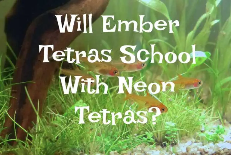 Will Ember Tetras School With Neon Tetras? - Tetra Fish Care