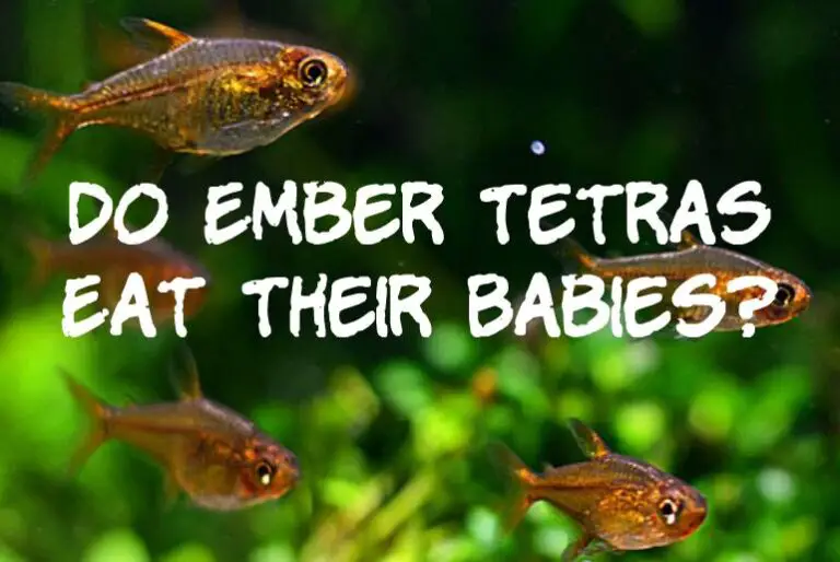 Do Ember Tetras Eat Their Babies? - Tetra Fish Care