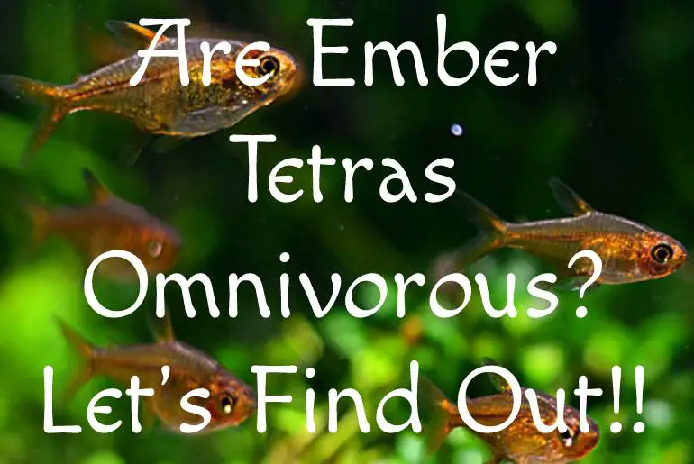 Are Ember Tetras Omnivorous? Let's Find Out!! - Tetra Fish Care