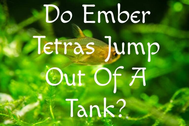 Do Ember Tetras Jump Out Of A Tank? - Tetra Fish Care