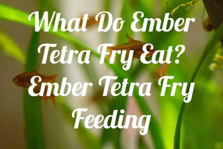 What Do Ember Tetra Fry Eat? | Ember Tetra Fry Feeding - Tetra Fish Care