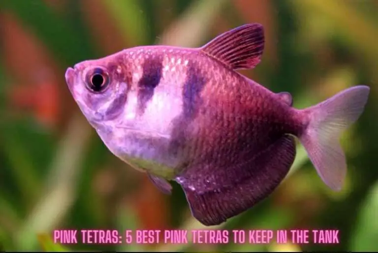 Pink Tetras: 5 Best Pink Tetras To Keep In The Tank