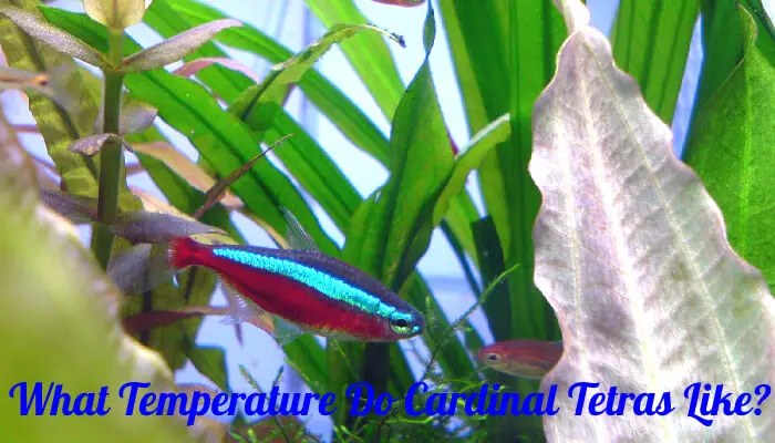 What Temperature Do Cardinal Tetras Like? How To Maintain It?? - Tetra ...