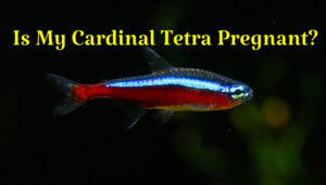 Is My Cardinal Tetra Pregnant?| How Do I Know It?| Facts About Their ...