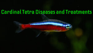 Cardinal Tetra Diseases and Treatments - Tetra Fish Care