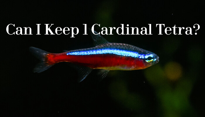 Can I Keep 1 Cardinal Tetra? - What You Need To Know - Tetra Fish Care