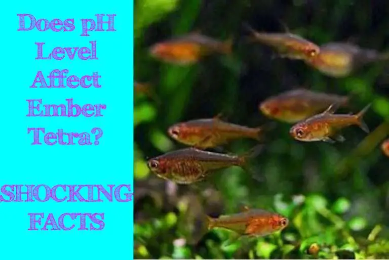 Do pH Levels Affect Ember Tetra? - Tetra Fish Care