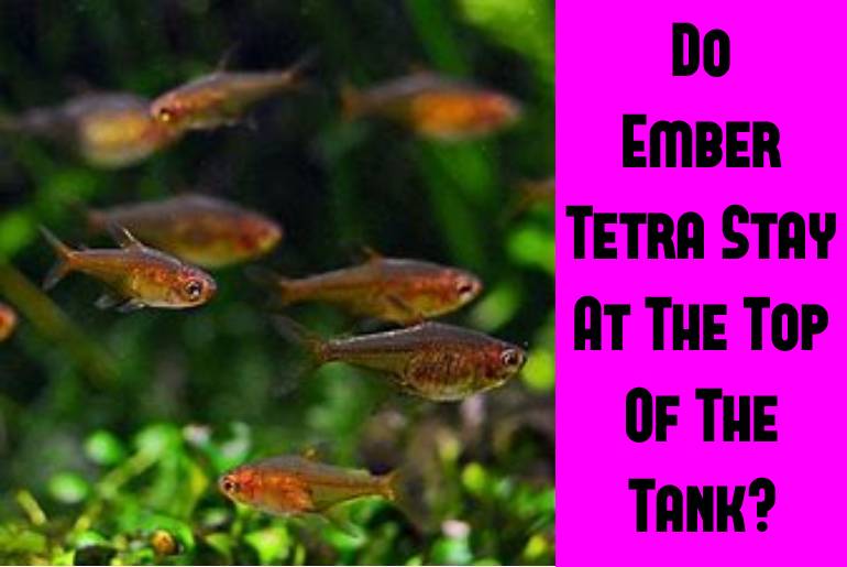 Do Ember Tetra Stay At The Top Of The Tank? - Tetra Fish Care