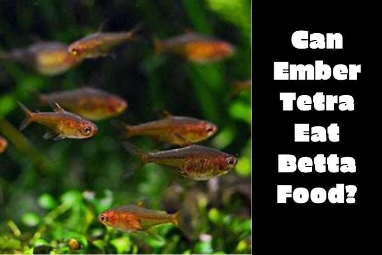 Can Ember Tetra Eat Betta Food? - Tetra Fish Care