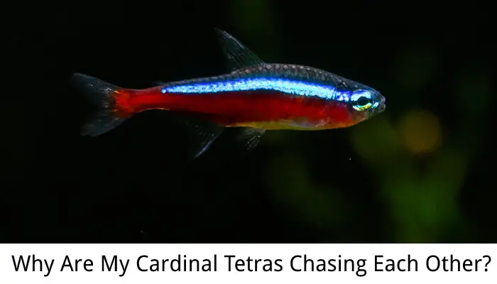 Why Are My Cardinal Tetras Chasing Each Other? - Tetra Fish Care