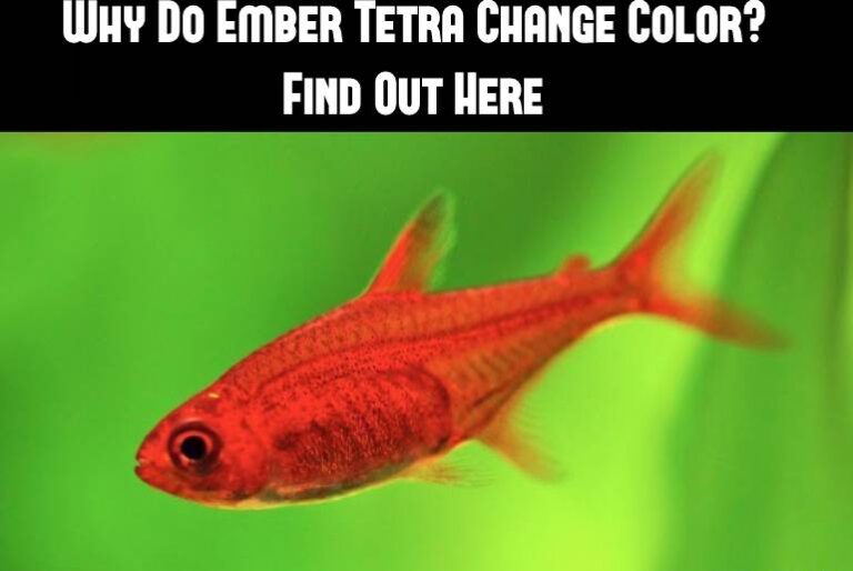 Why Do Ember Tetra Change Color? Find Out Here - Tetra Fish Care
